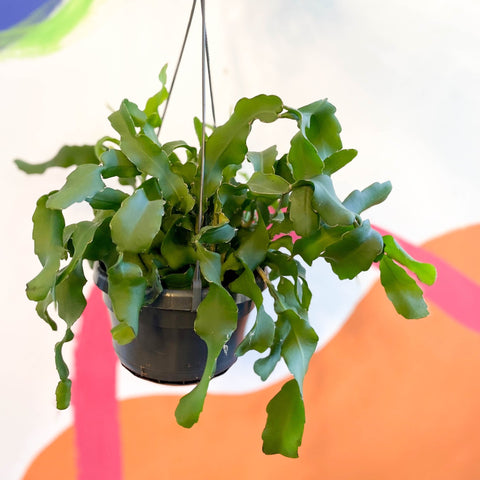 Epiphyllum guatemalense monstruosa - Curly Locks Orchid Cactus ...