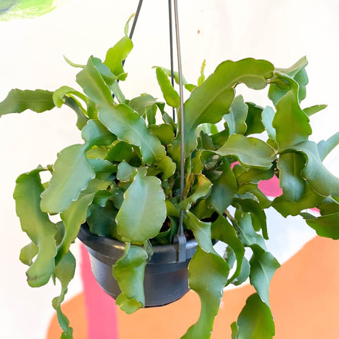 Epiphyllum guatemalense monstruosa - Curly Locks Orchid Cactus ...