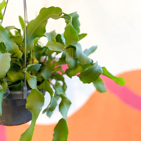 Epiphyllum guatemalense monstruosa - Curly Locks Orchid Cactus ...