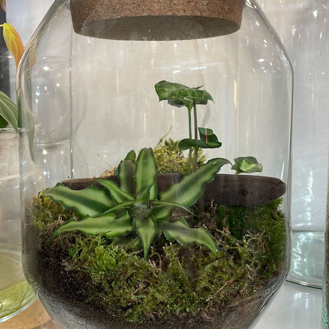Dali Vessel - Bioactive Terrarium – Sprouts of Bristol