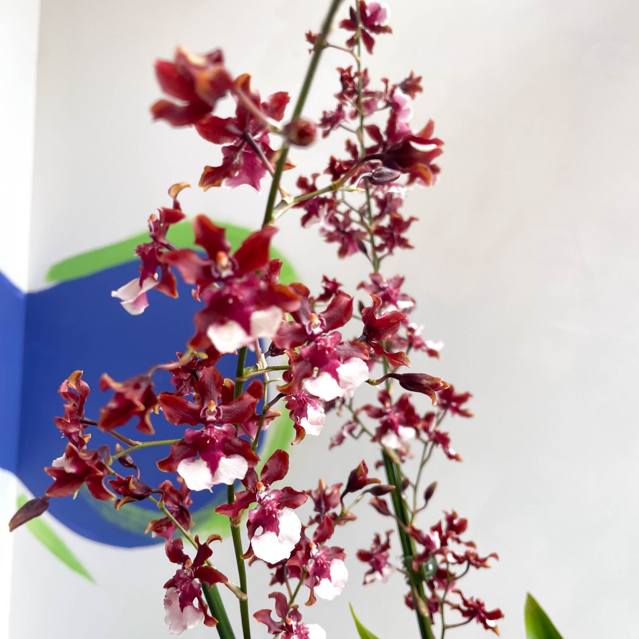 Dancing Lady Orchid - Oncidium 'Sharry Baby' – Sprouts of Bristol