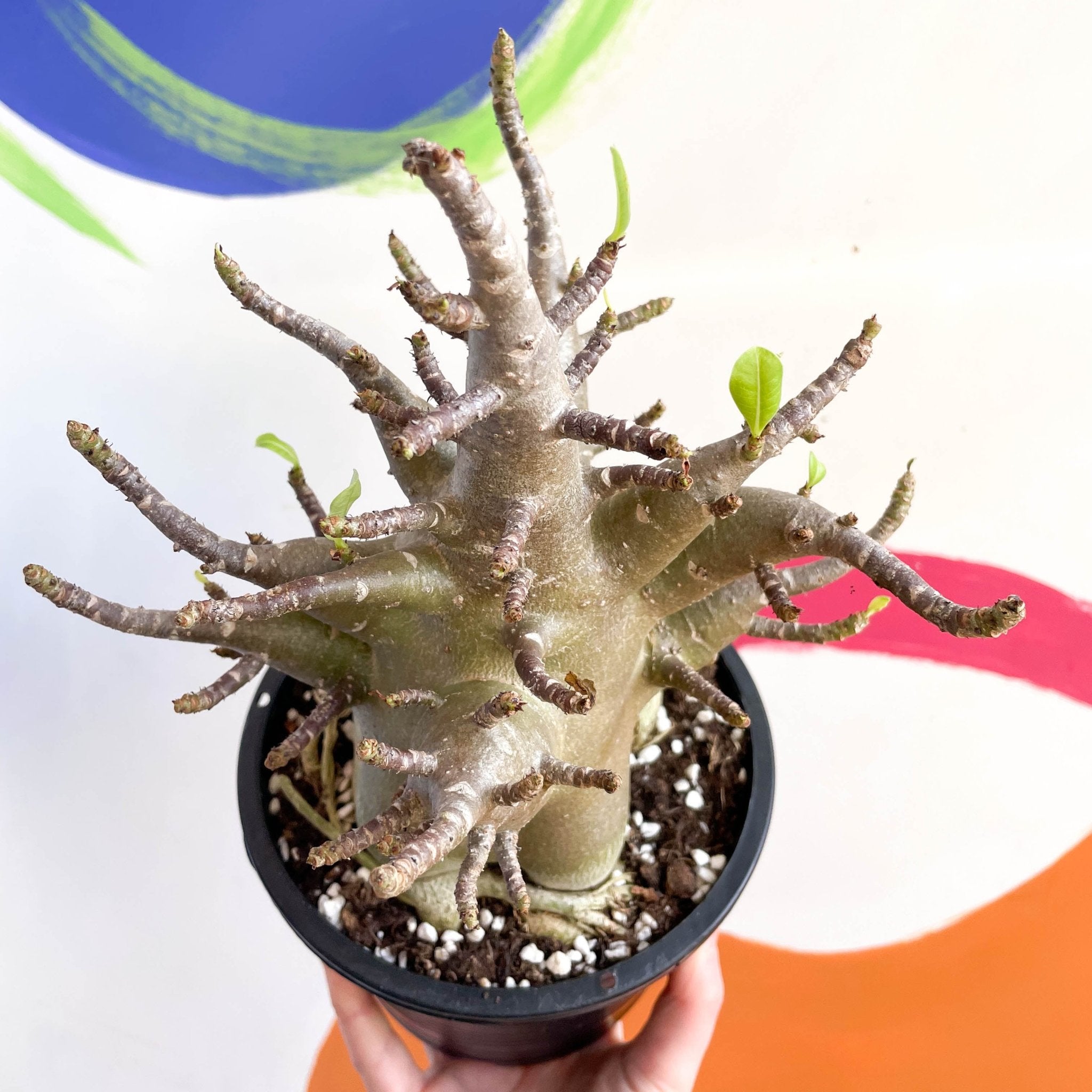 Desert Rose - Adenium obesum 'Baobab' – Sprouts of Bristol