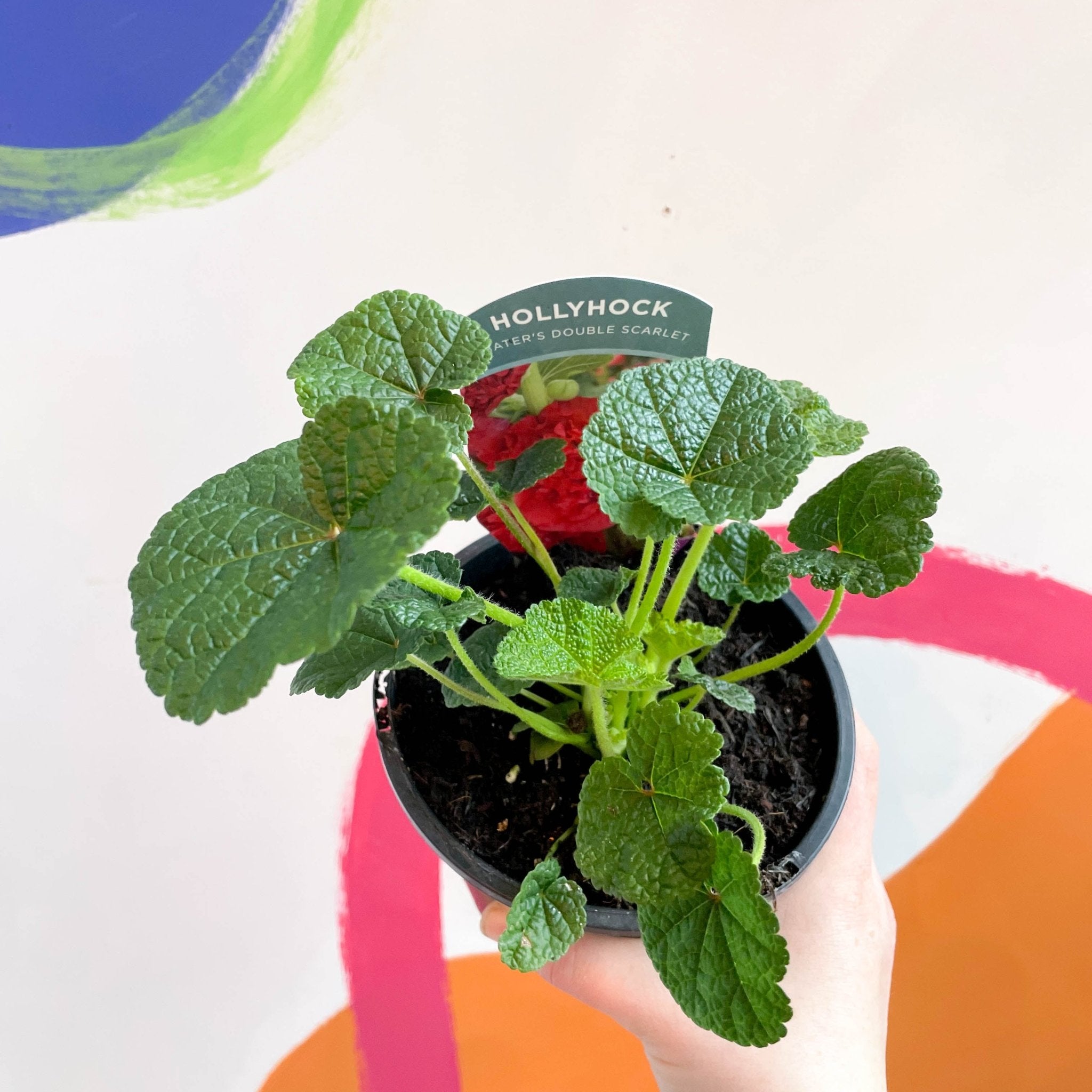 Double Hollyhock - Alcea rosea 'Chater's Double Scarlet' - British Gro ...
