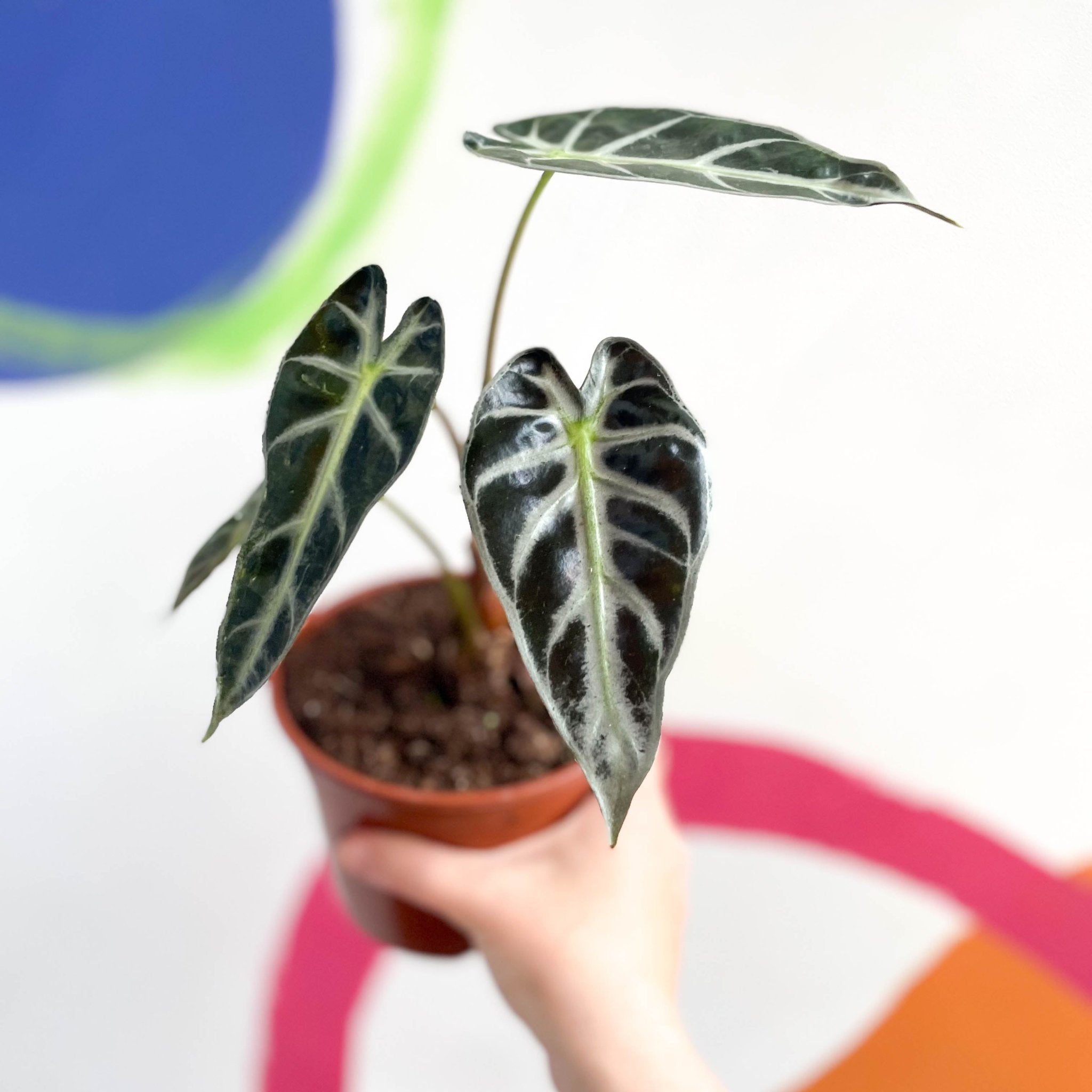 Dwarf Elephant Ear - Alocasia amazonica - British Grown – Sprouts of ...