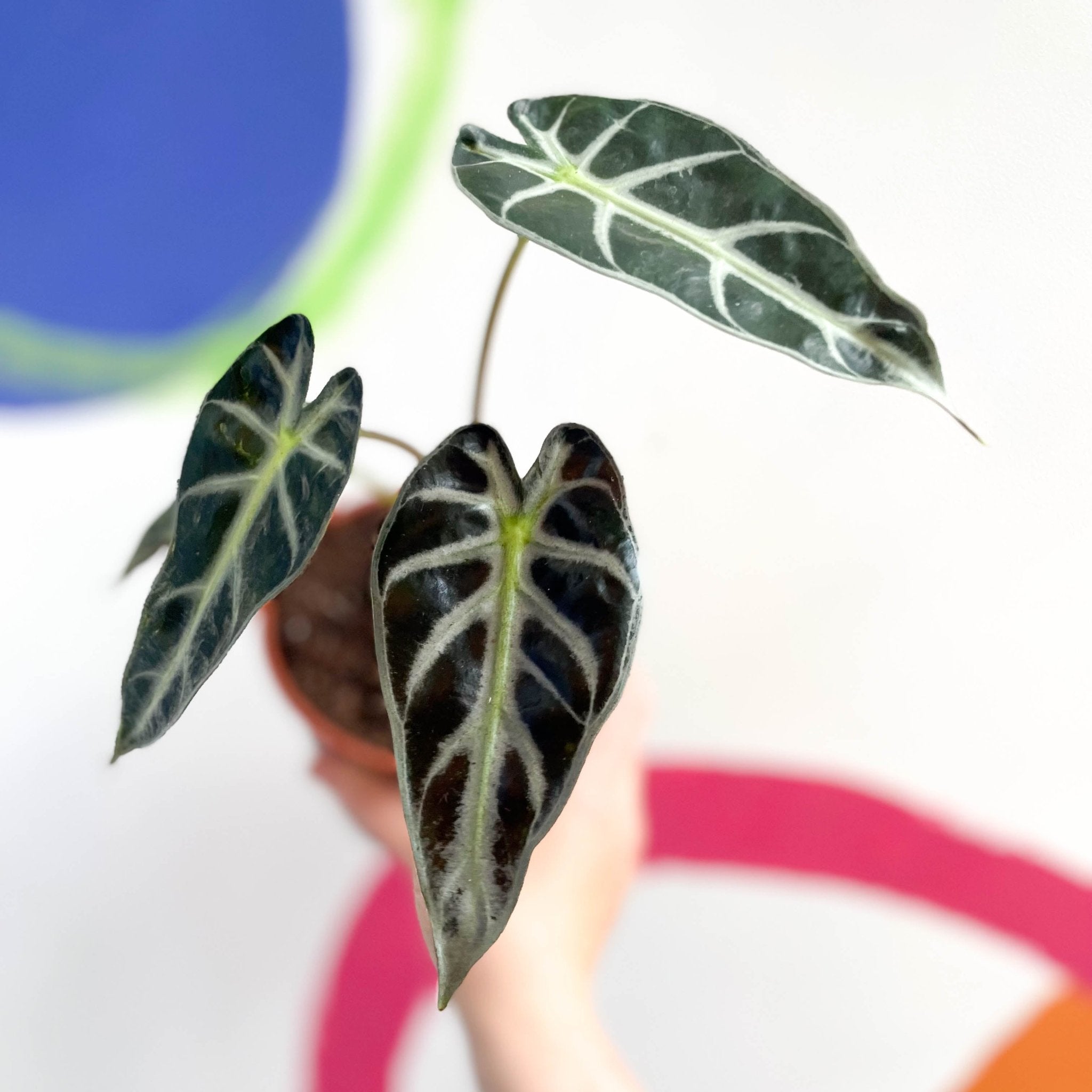 Dwarf Elephant Ear - Alocasia amazonica - British Grown – Sprouts of ...