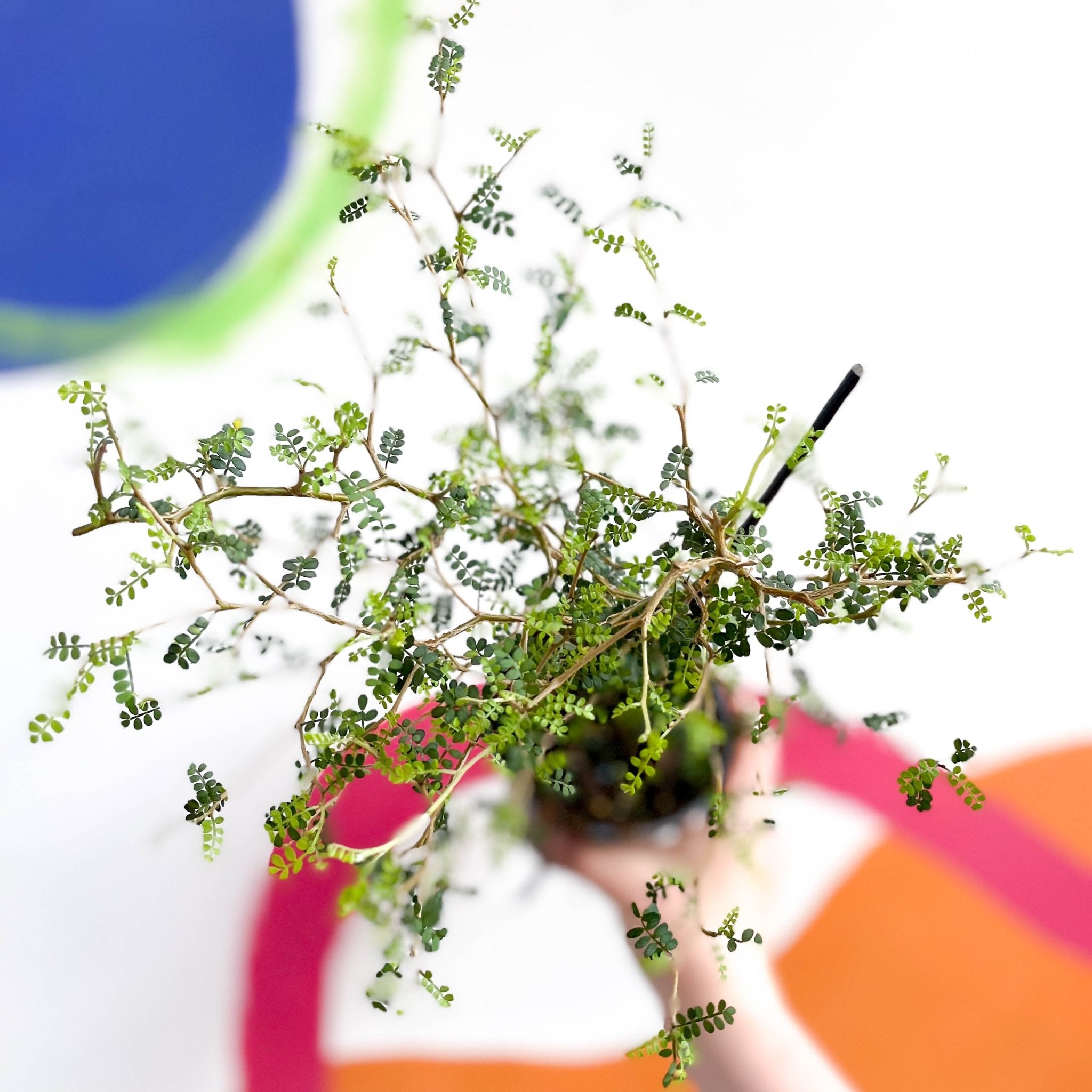 Dwarf Kowhai - Sophora prostrata 'Little Baby' – Sprouts of Bristol