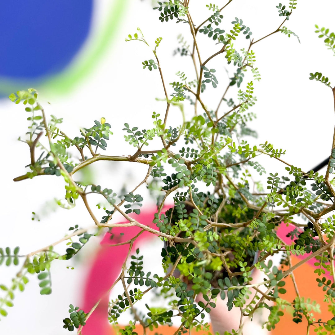 Dwarf Kowhai - Sophora prostrata 'Little Baby' – Sprouts of Bristol