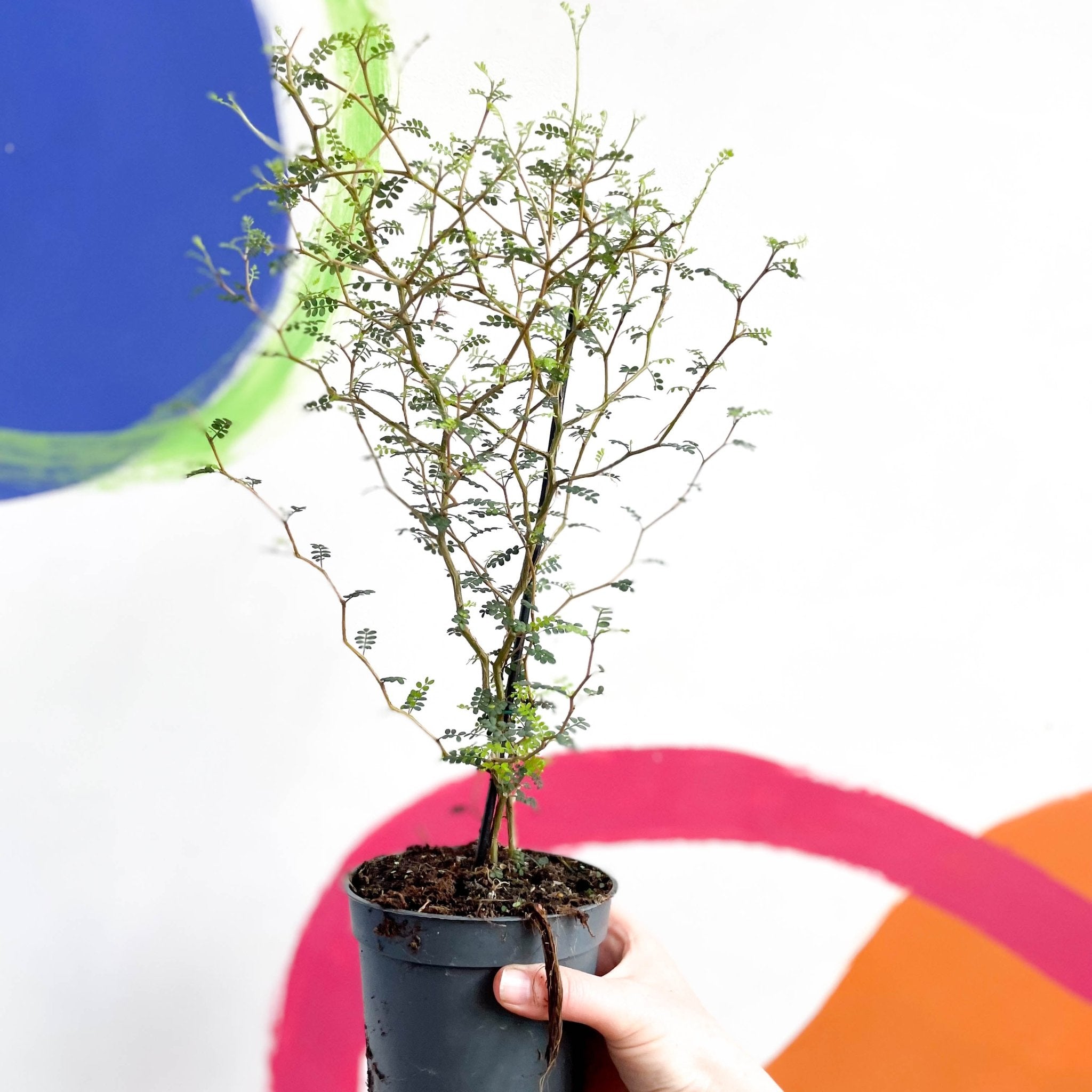 Dwarf Kowhai - Sophora prostrata 'Little Baby' – Sprouts of Bristol