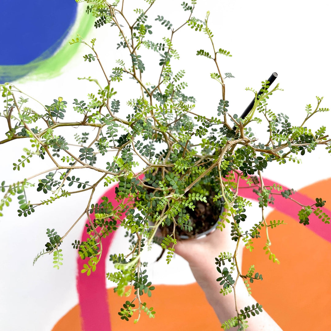 Dwarf Kowhai - Sophora prostrata 'Little Baby' – Sprouts of Bristol