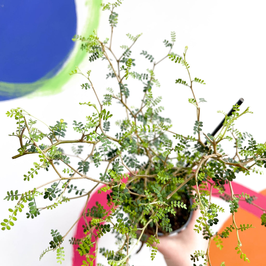 Dwarf Kowhai - Sophora prostrata 'Little Baby' – Sprouts of Bristol