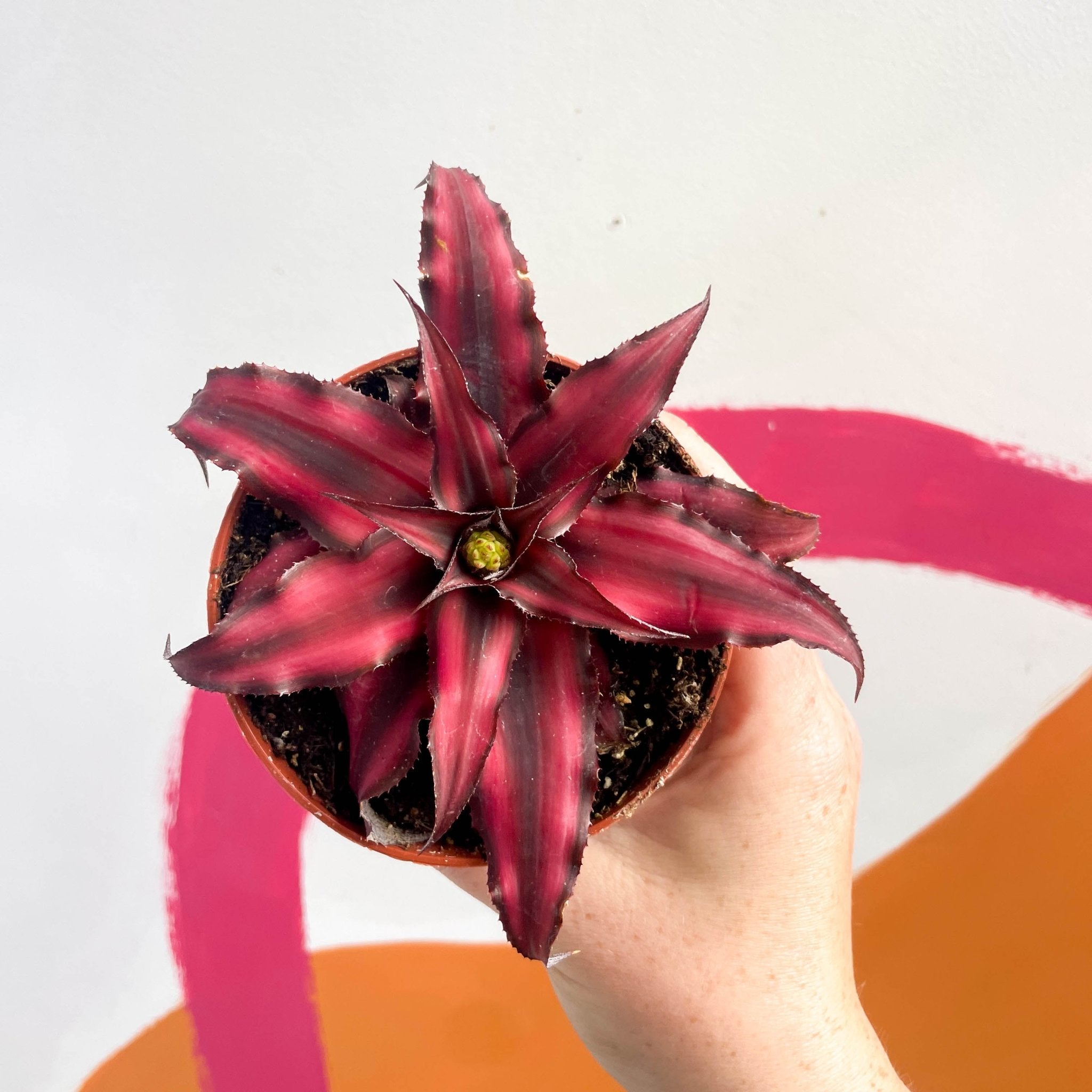 Earth Star Plant - Cryptanthus bivittatus 'Red Star' – Sprouts of Bristol