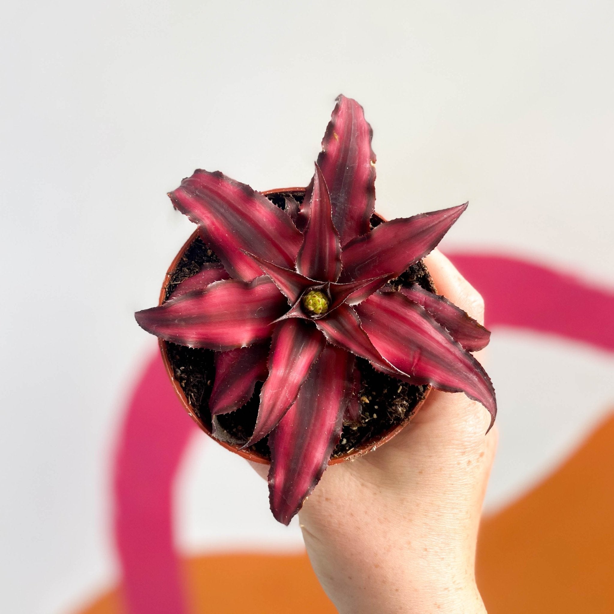 Earth Star Plant - Cryptanthus bivittatus 'Red Star' – Sprouts of Bristol