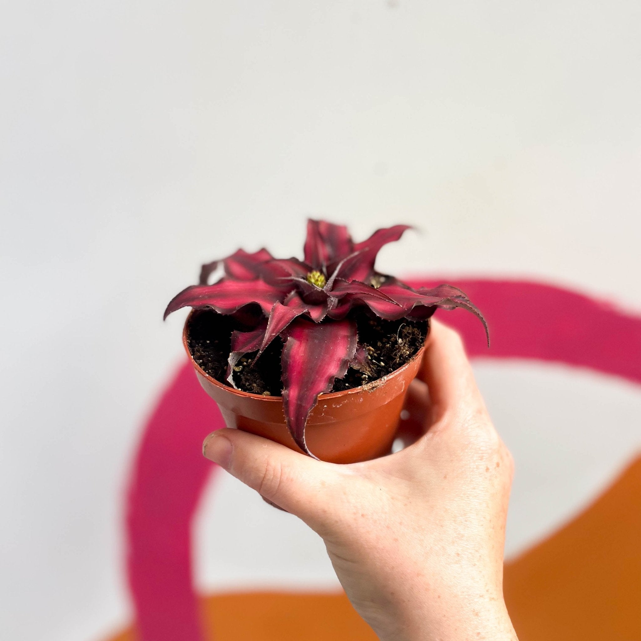 Earth Star Plant - Cryptanthus bivittatus 'Red Star' – Sprouts of Bristol