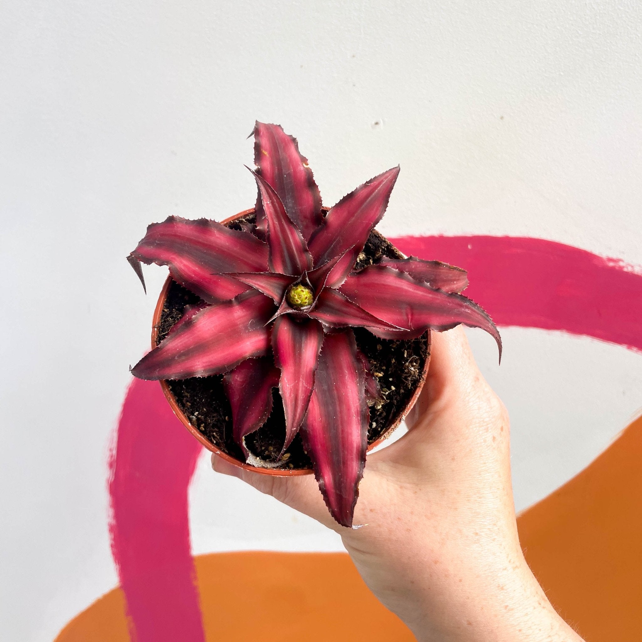 Earth Star Plant - Cryptanthus bivittatus 'Red Star' – Sprouts of Bristol