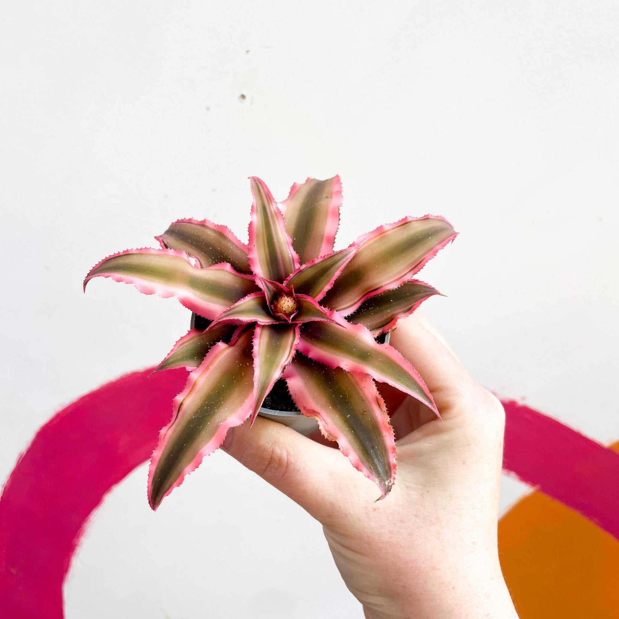 Earth Star Plant - Cryptanthus bivittatus 'Light Pink Star' – Sprouts ...