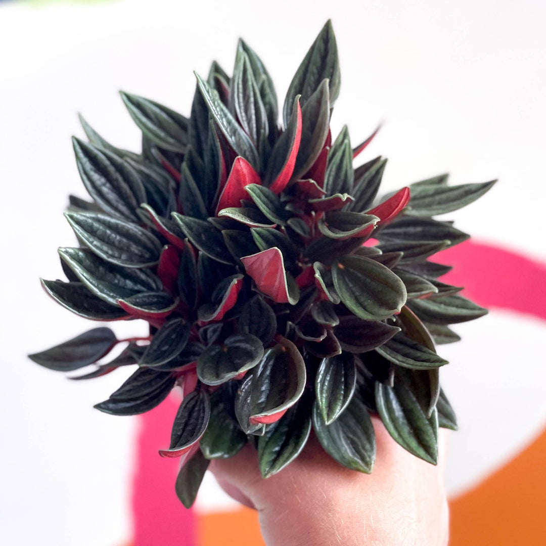 Peperomia caperata 'Rosso' - Emerald Ripple Pepper – Sprouts of Bristol
