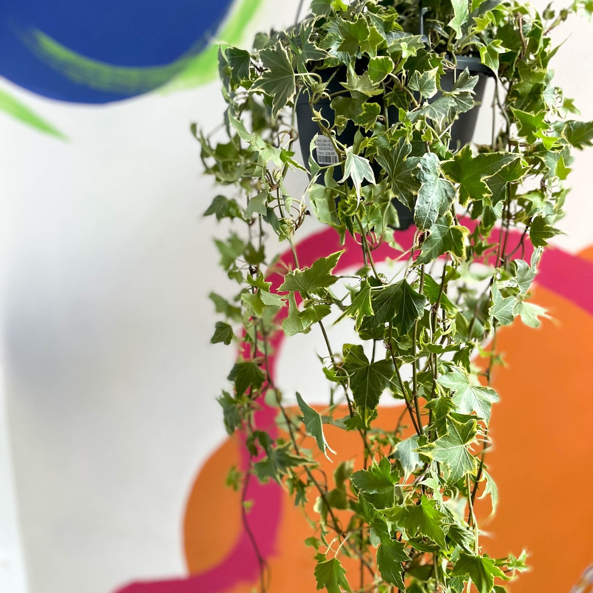 English Ivy - Hedera helix 'Goldchild' – Sprouts of Bristol