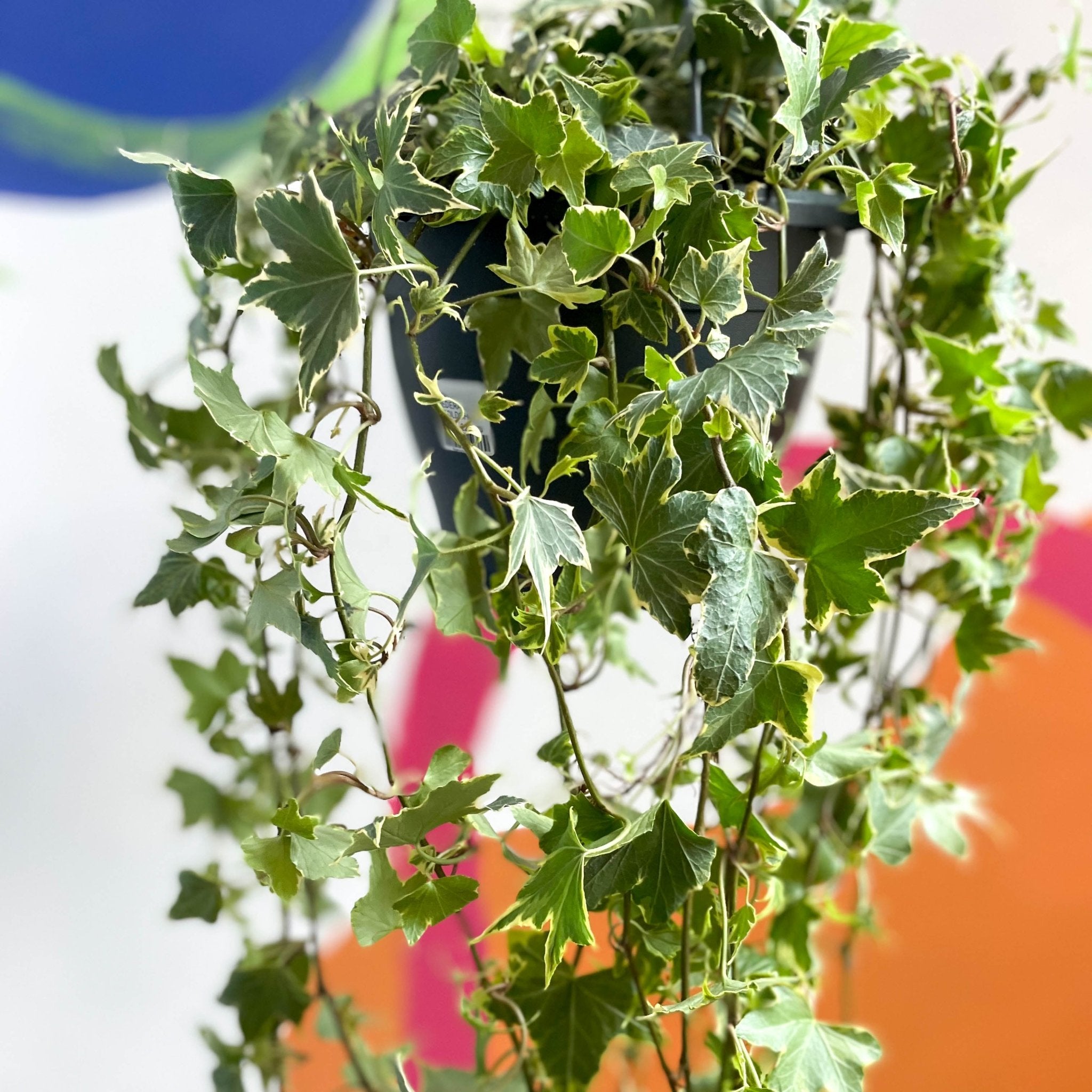 English Ivy - Hedera helix 'Goldchild' – Sprouts of Bristol