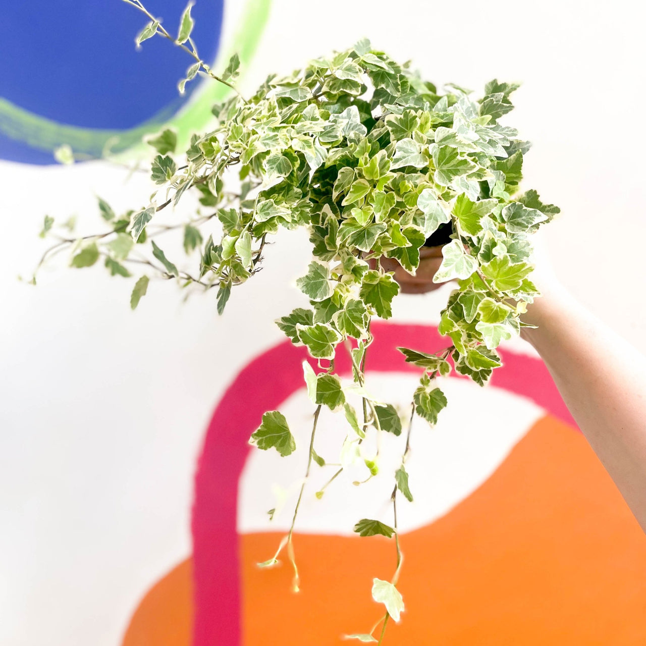 Hedera helix 'White Wonder' - English Ivy – Sprouts of Bristol