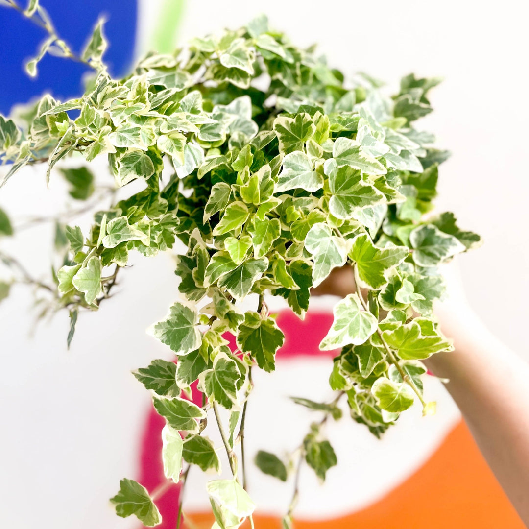 Hedera helix 'White Wonder' - English Ivy – Sprouts of Bristol