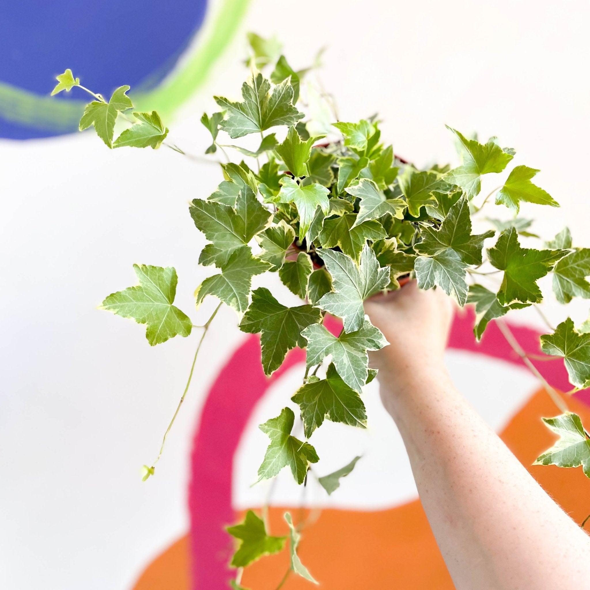 English Ivy - Hedera helix 'Yellow Ripple' – Sprouts of Bristol