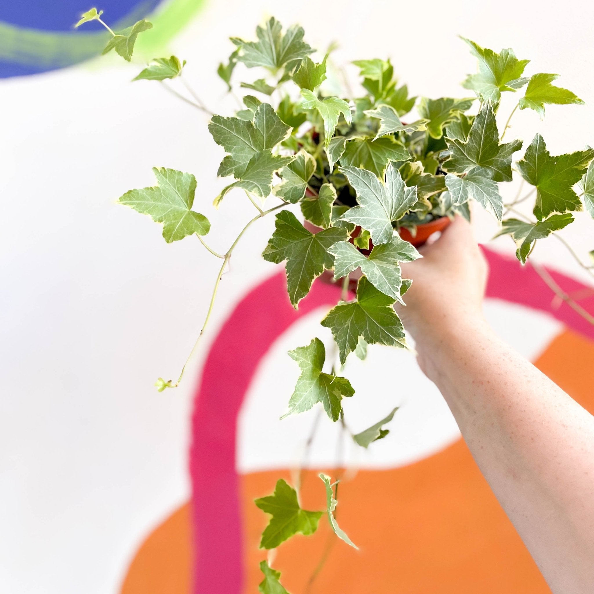 English Ivy - Hedera helix 'Yellow Ripple' – Sprouts of Bristol