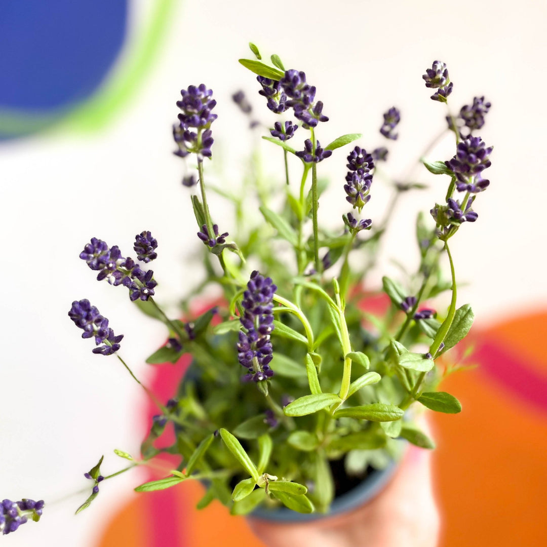 English Lavender - Lavandula angustifolia 'Blue Scent' – Sprouts of Bristol