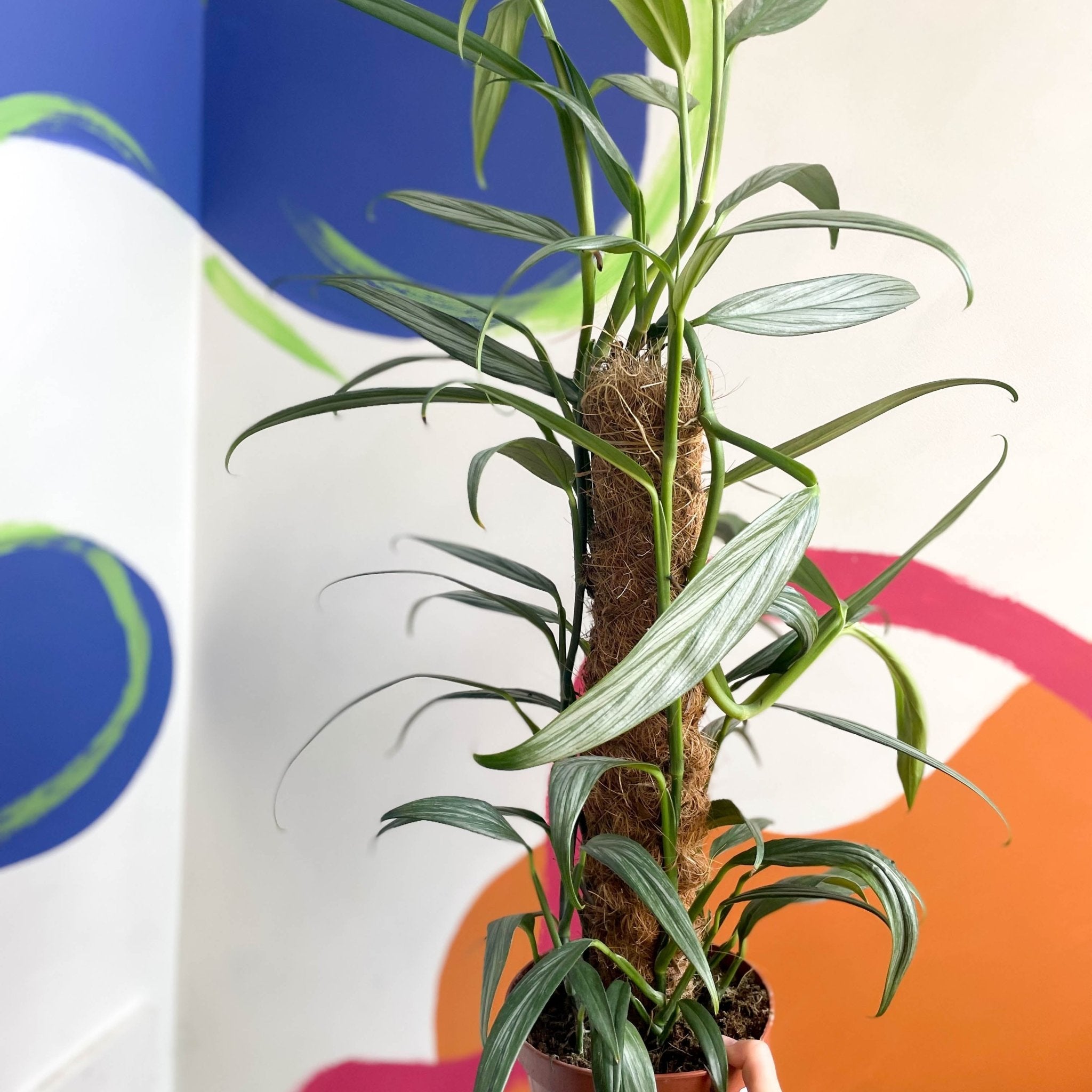 Epipremnum amplissimum 'Silver Stripe' – Sprouts of Bristol