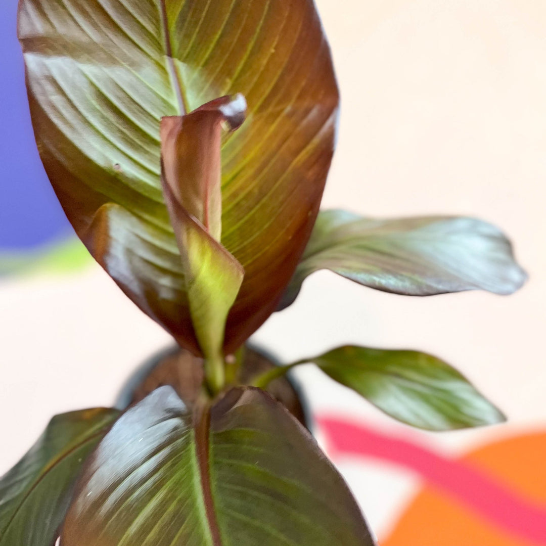 Ensete ventricosum 'Maurelii' - Ethiopian Banana Plant – Sprouts of Bristol