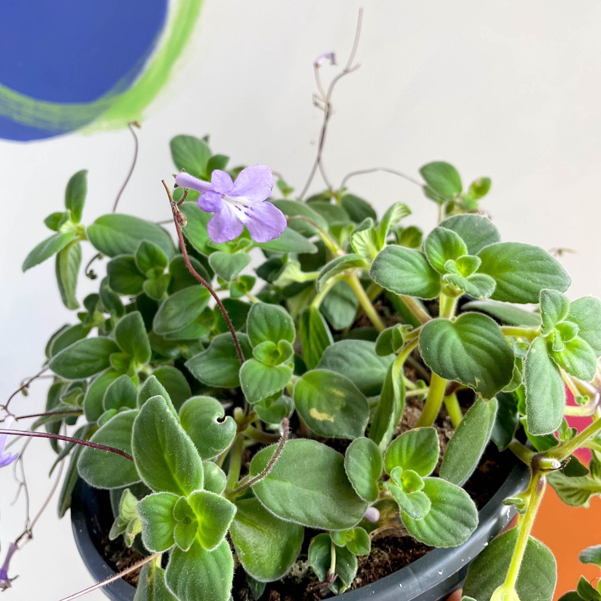 False African Violet - Streptocarpus saxorum – Sprouts of Bristol
