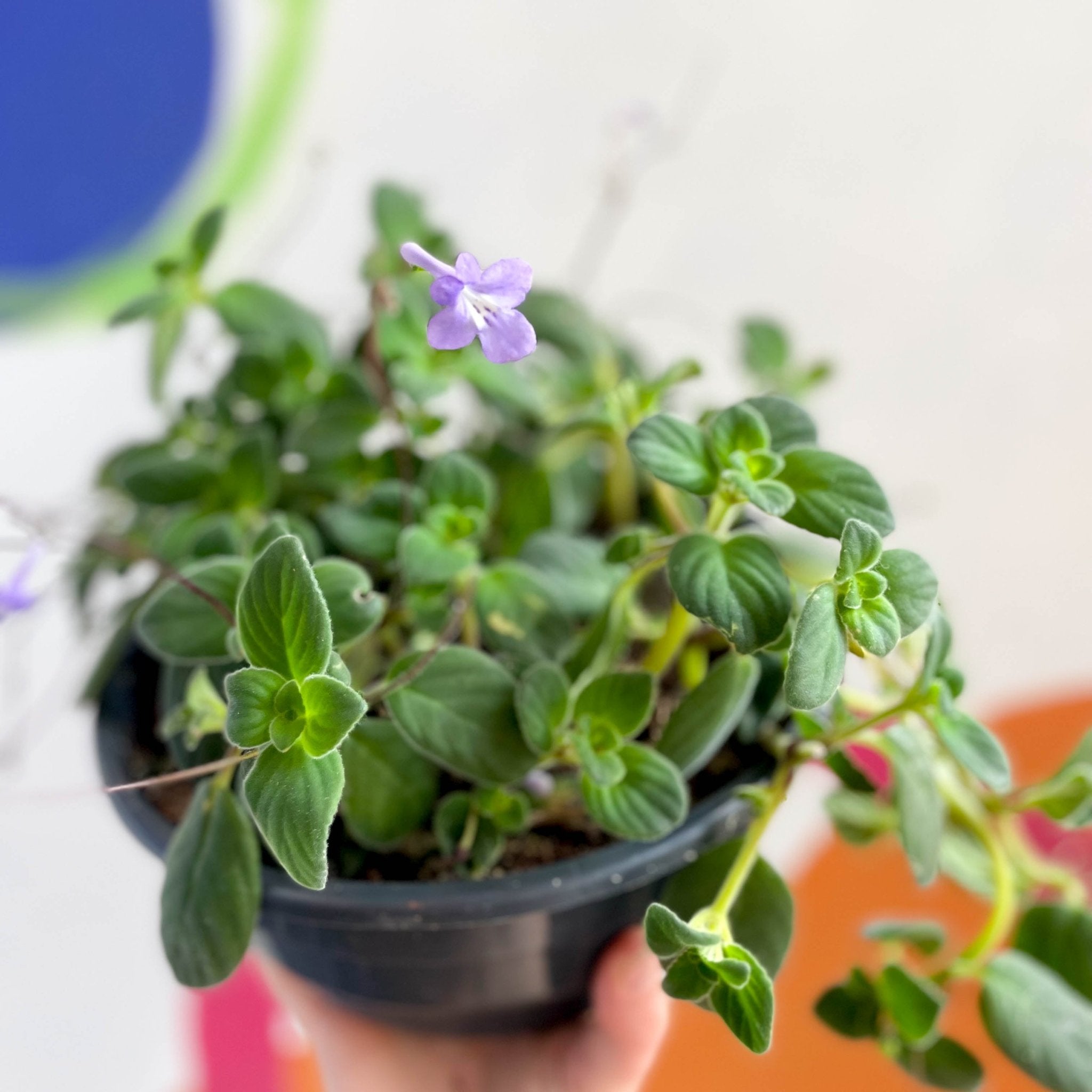 False African Violet - Streptocarpus saxorum – Sprouts of Bristol