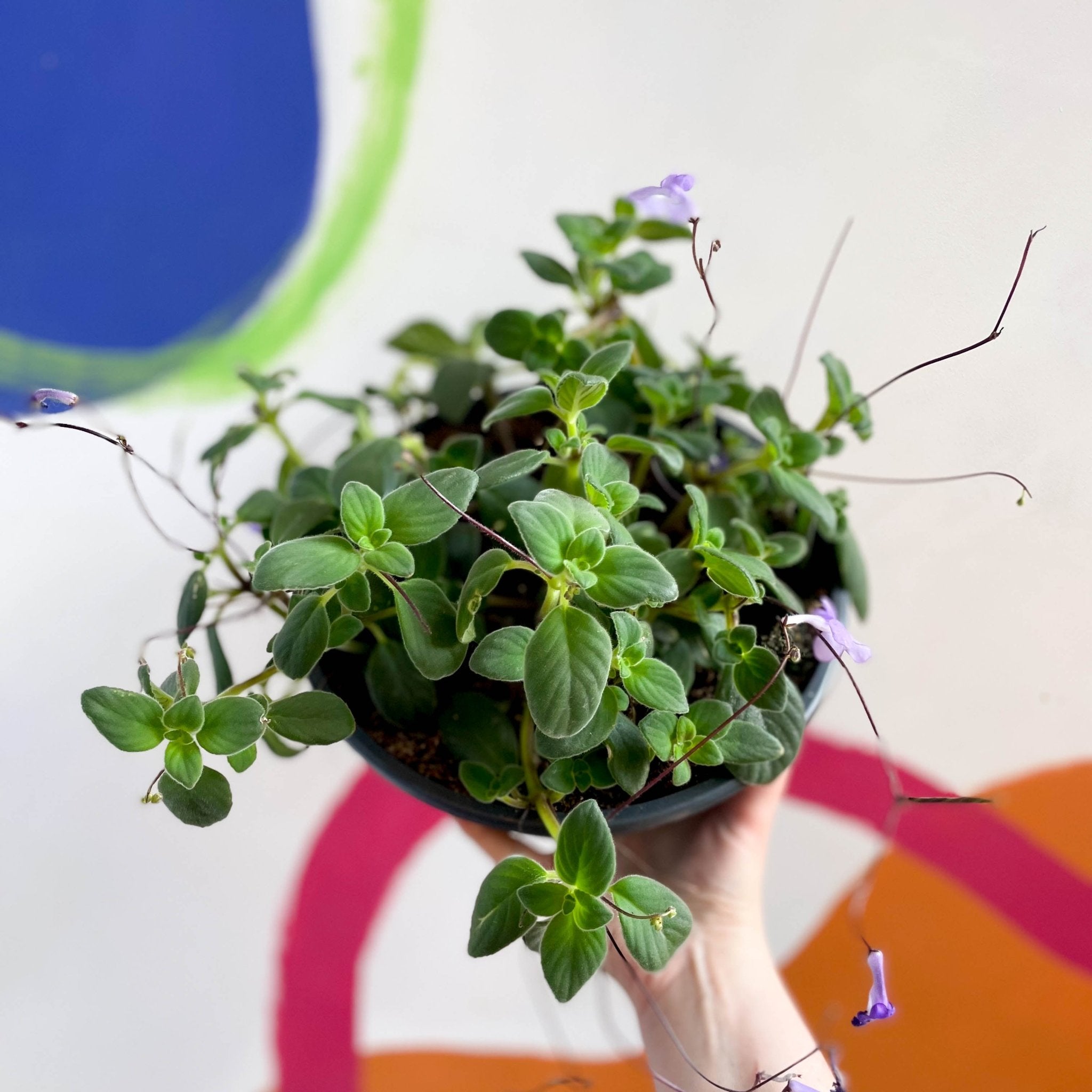 False African Violet - Streptocarpus saxorum – Sprouts of Bristol