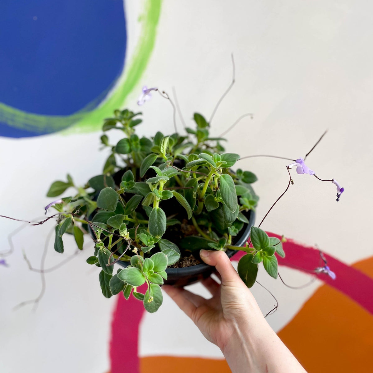 False African Violet - Streptocarpus saxorum – Sprouts of Bristol