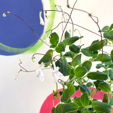 False African Violet - Streptocarpus saxorum 'White Butterfly' - Welsh ...