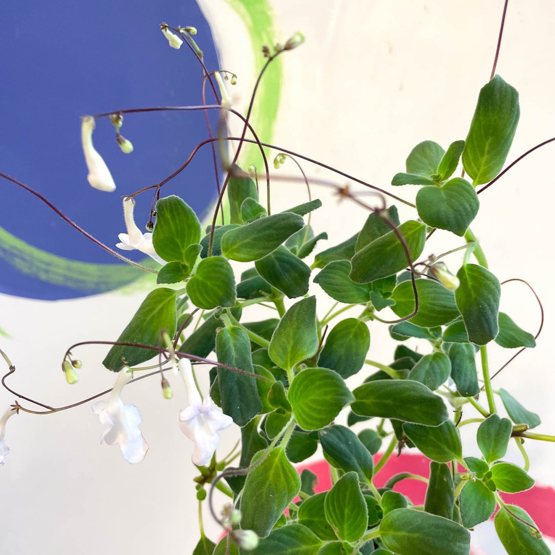 False African Violet - Streptocarpus saxorum 'White Butterfly' - Welsh ...