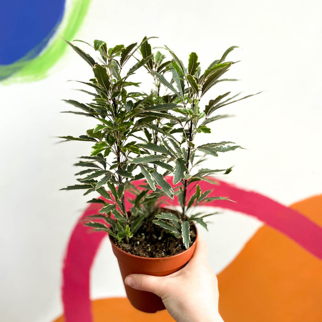 False Aralia - Dizygotheca elegantissima 'Bianca' – Sprouts of Bristol