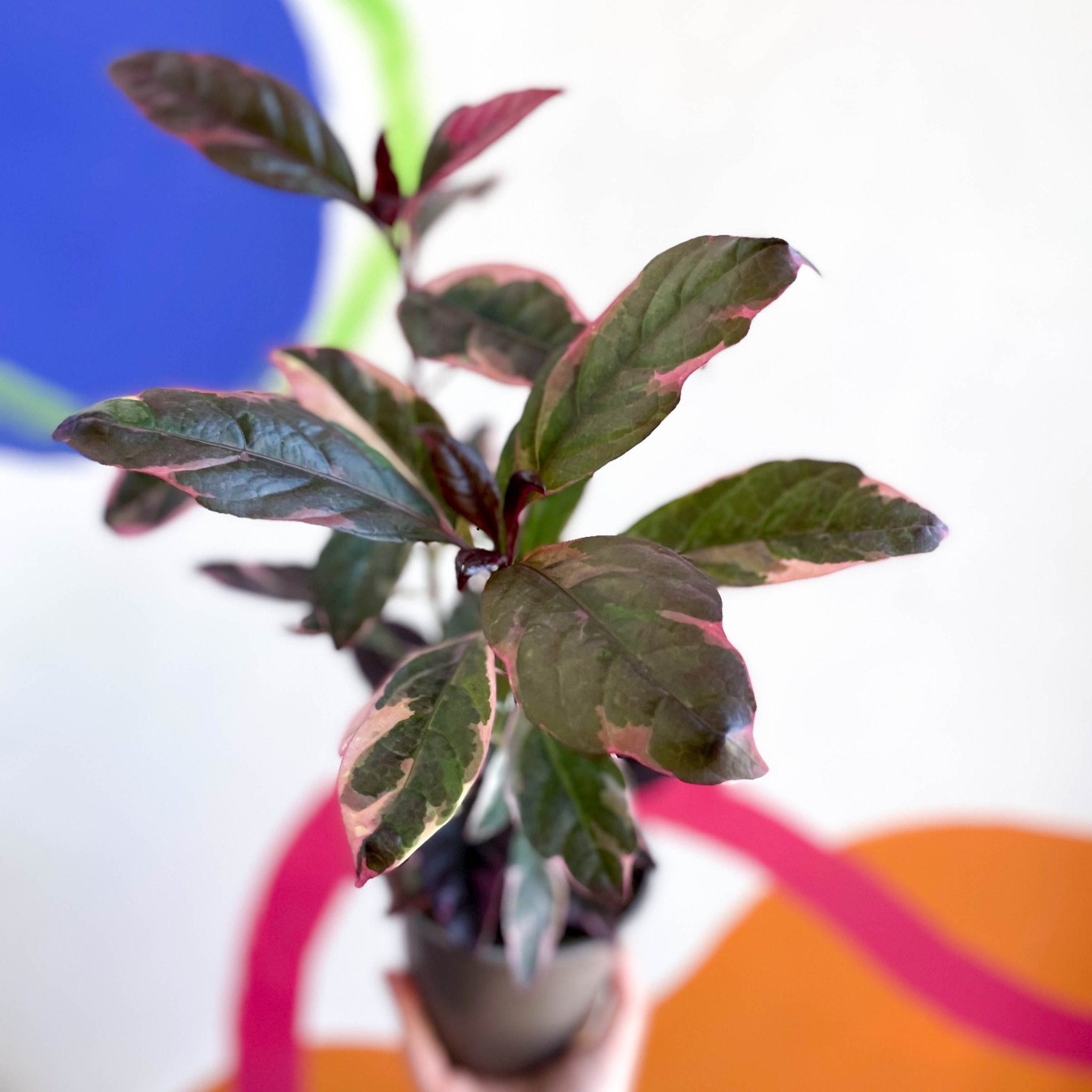 False Eranthemum - Pseuderanthemum carruthersii 'Tropicana Red' - Brit ...