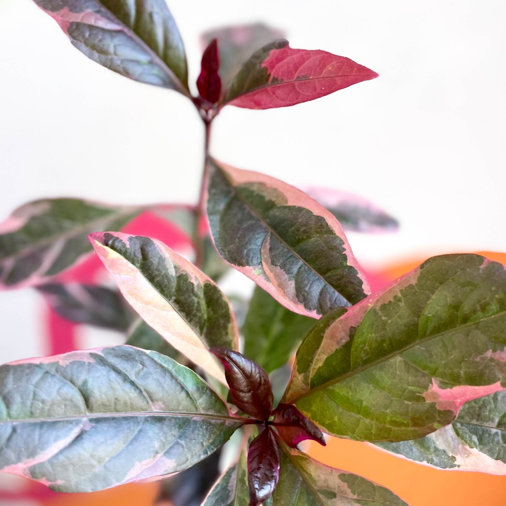 False Eranthemum - Pseuderanthemum carruthersii 'Tropicana Red' - Brit ...