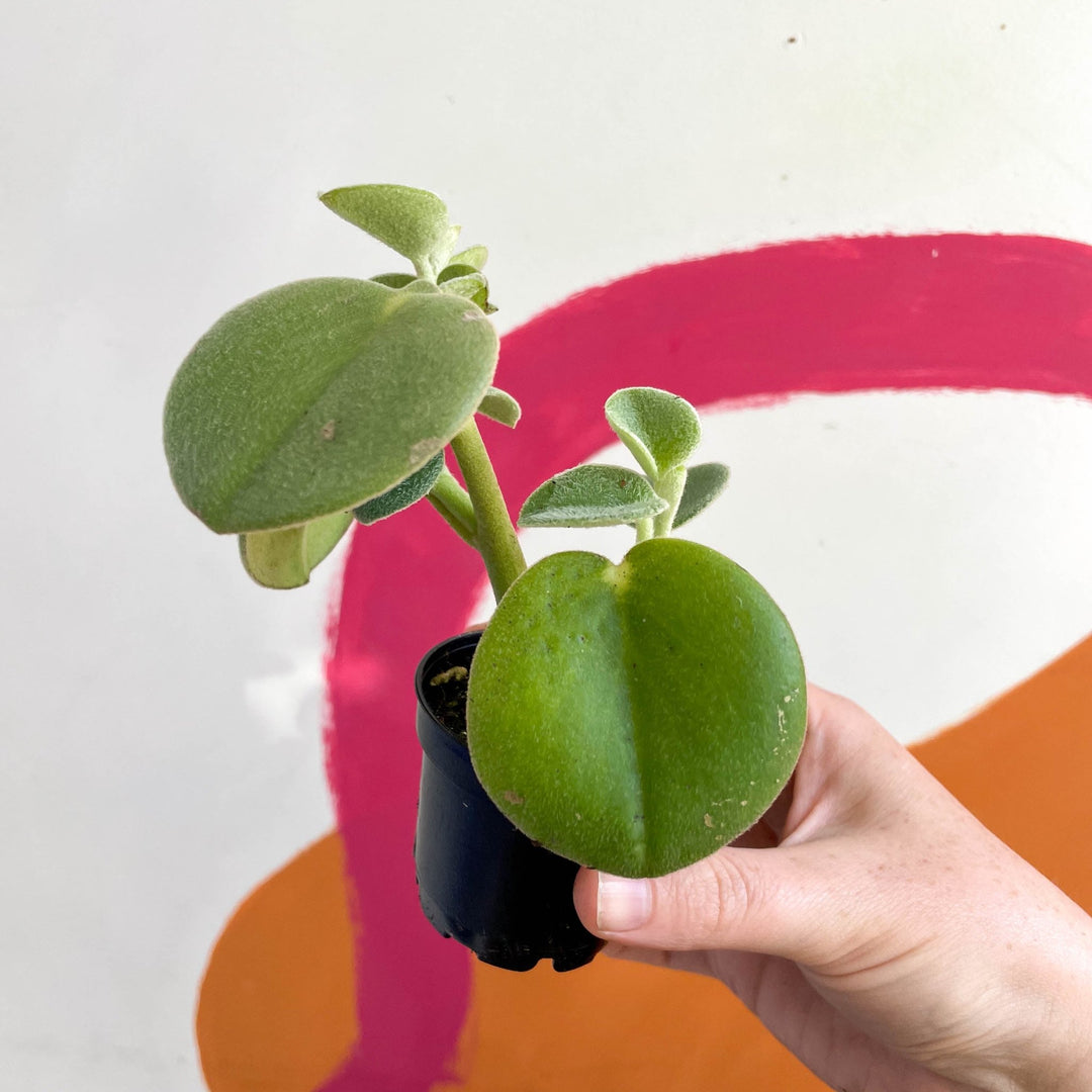 Felted Pepperface - Peperomia incana - Welsh Grown – Sprouts of Bristol