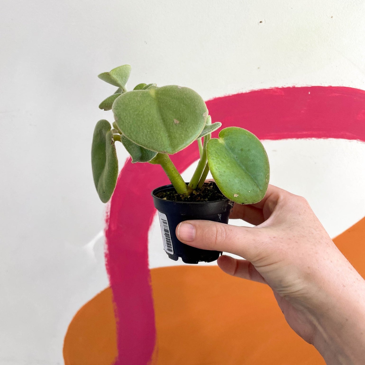 Felted Pepperface - Peperomia incana - Welsh Grown – Sprouts of Bristol