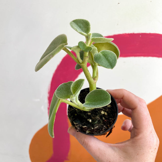 Felted Pepperface - Peperomia incana - Welsh Grown – Sprouts of Bristol