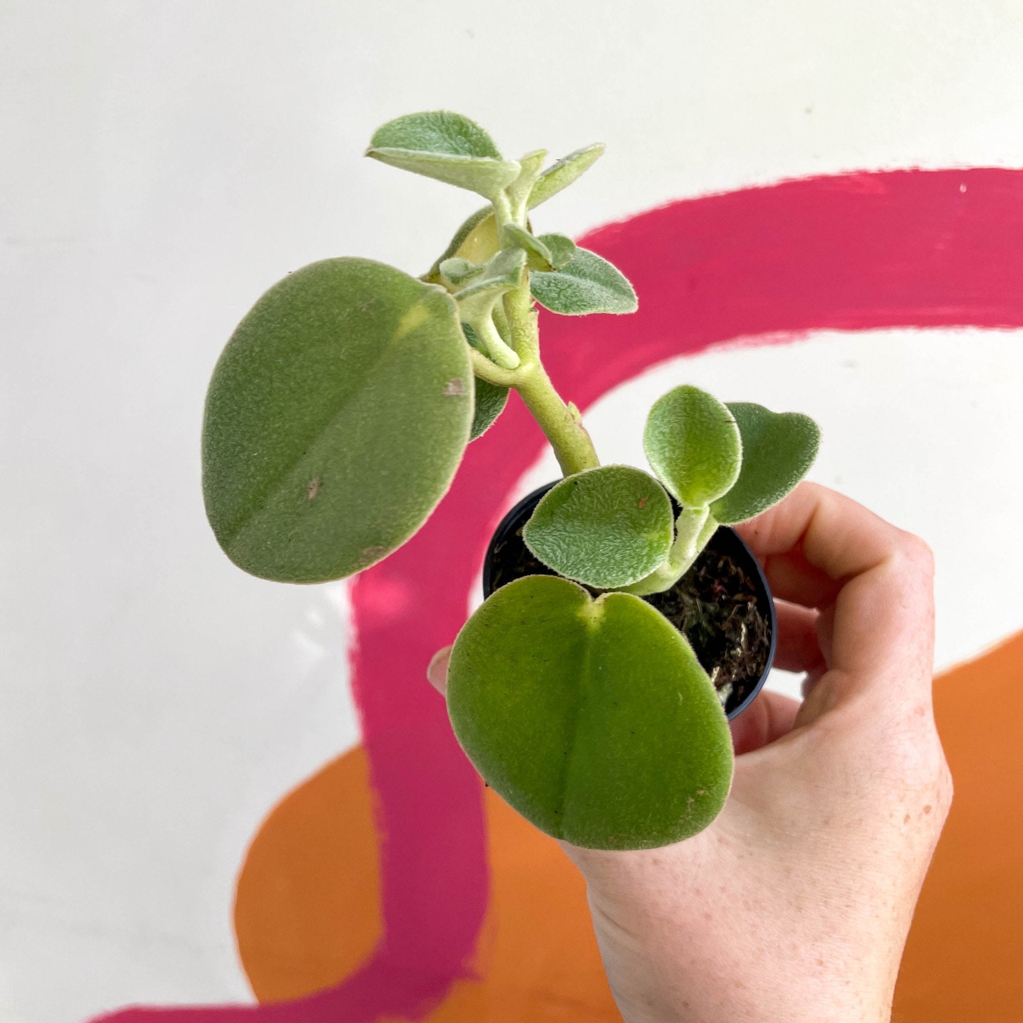 Felted Pepperface - Peperomia incana - Welsh Grown – Sprouts of Bristol