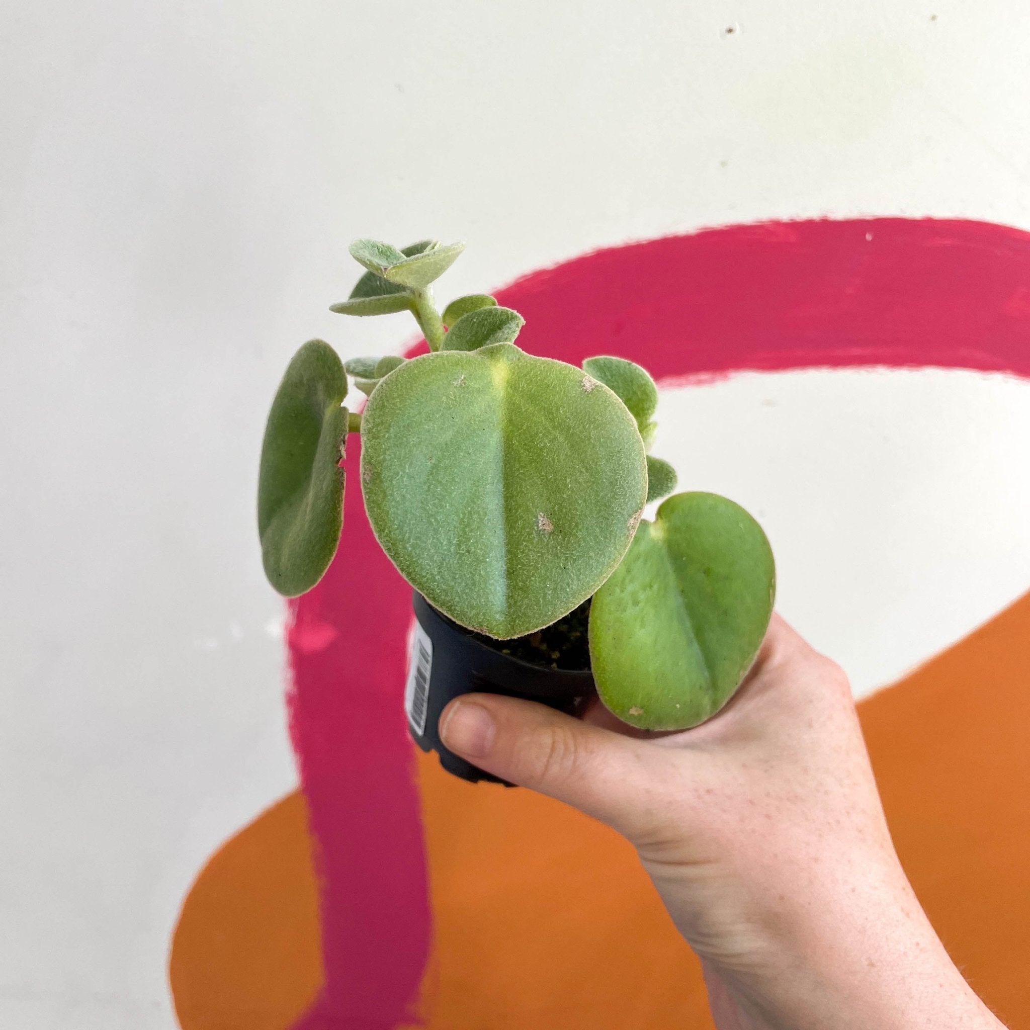 Felted Pepperface - Peperomia incana - Welsh Grown – Sprouts of Bristol