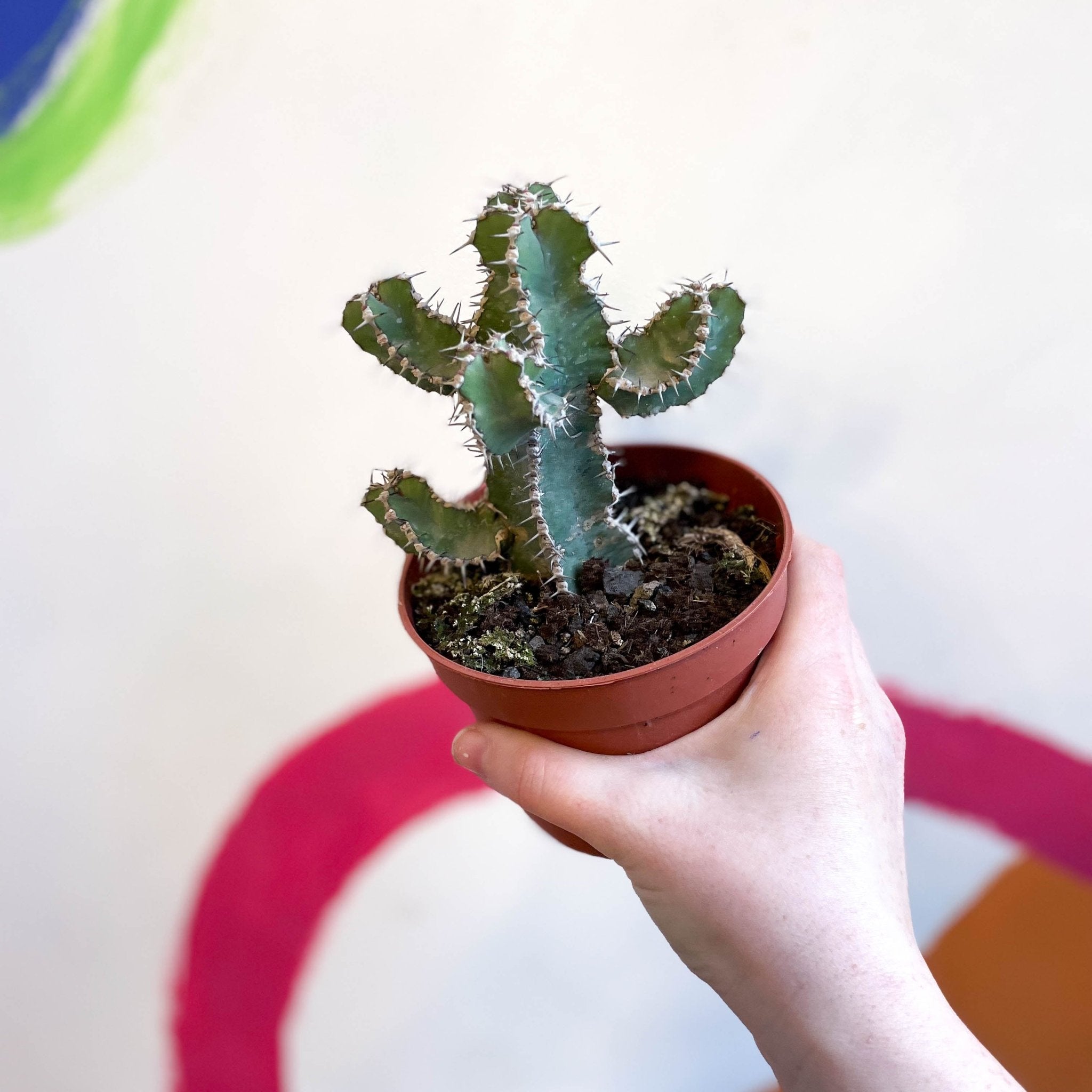 Fishbone Thistle Cactus - Euphorbia polyacantha – Sprouts of Bristol