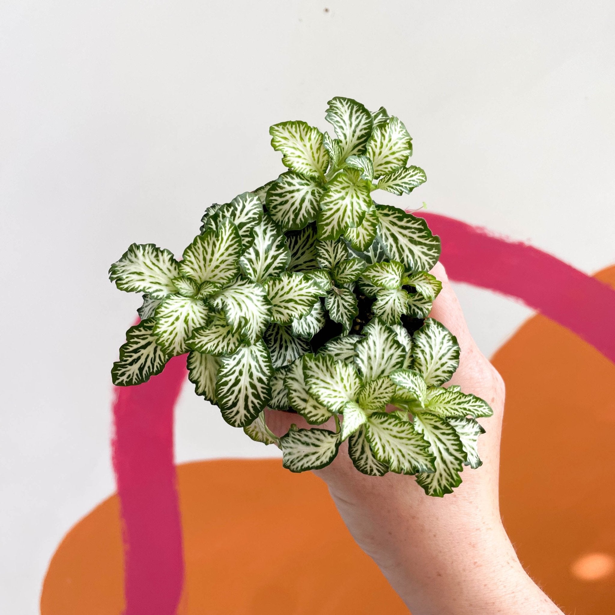 Fittonia argyroneura ‘Mosaic White Tiger’ – Sprouts of Bristol