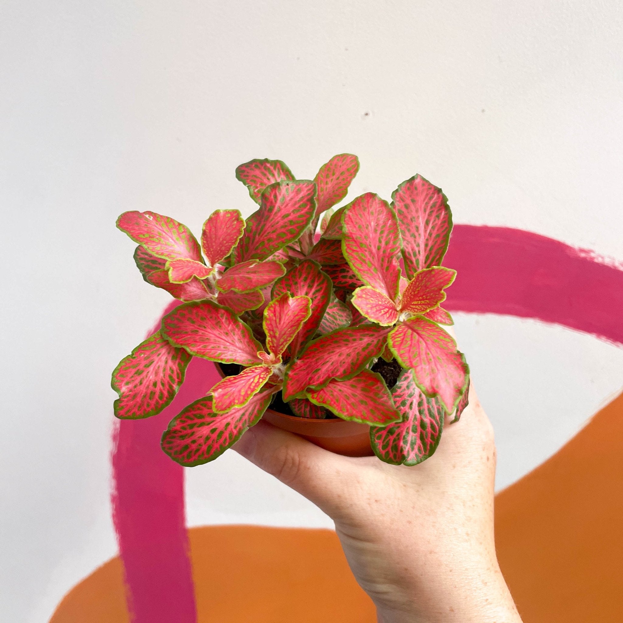 Fittonia verschaffeltii 'Pink Ruby Lime' – Sprouts of Bristol