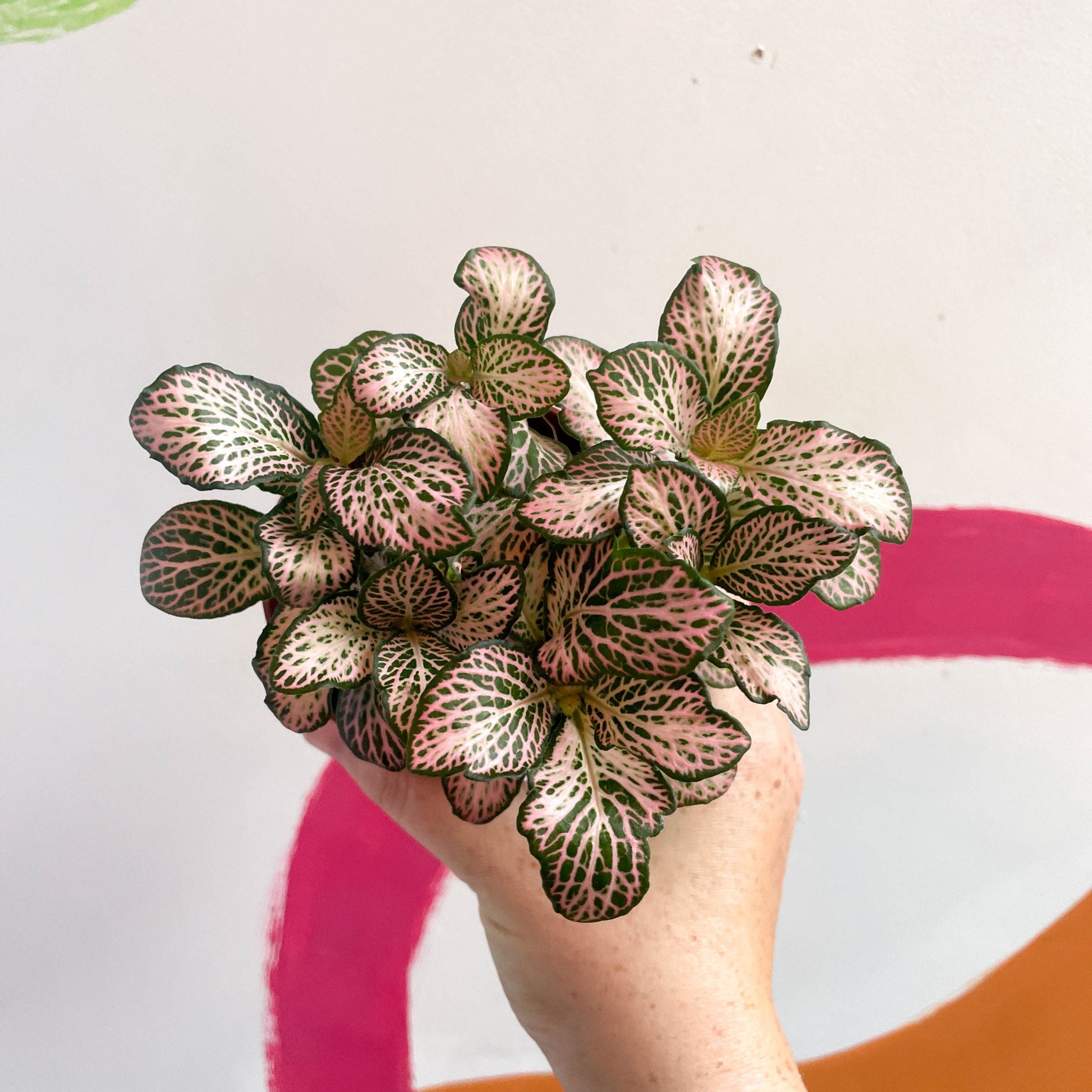 Fittonia verschaffeltii 'Pink Tiger' – Sprouts of Bristol