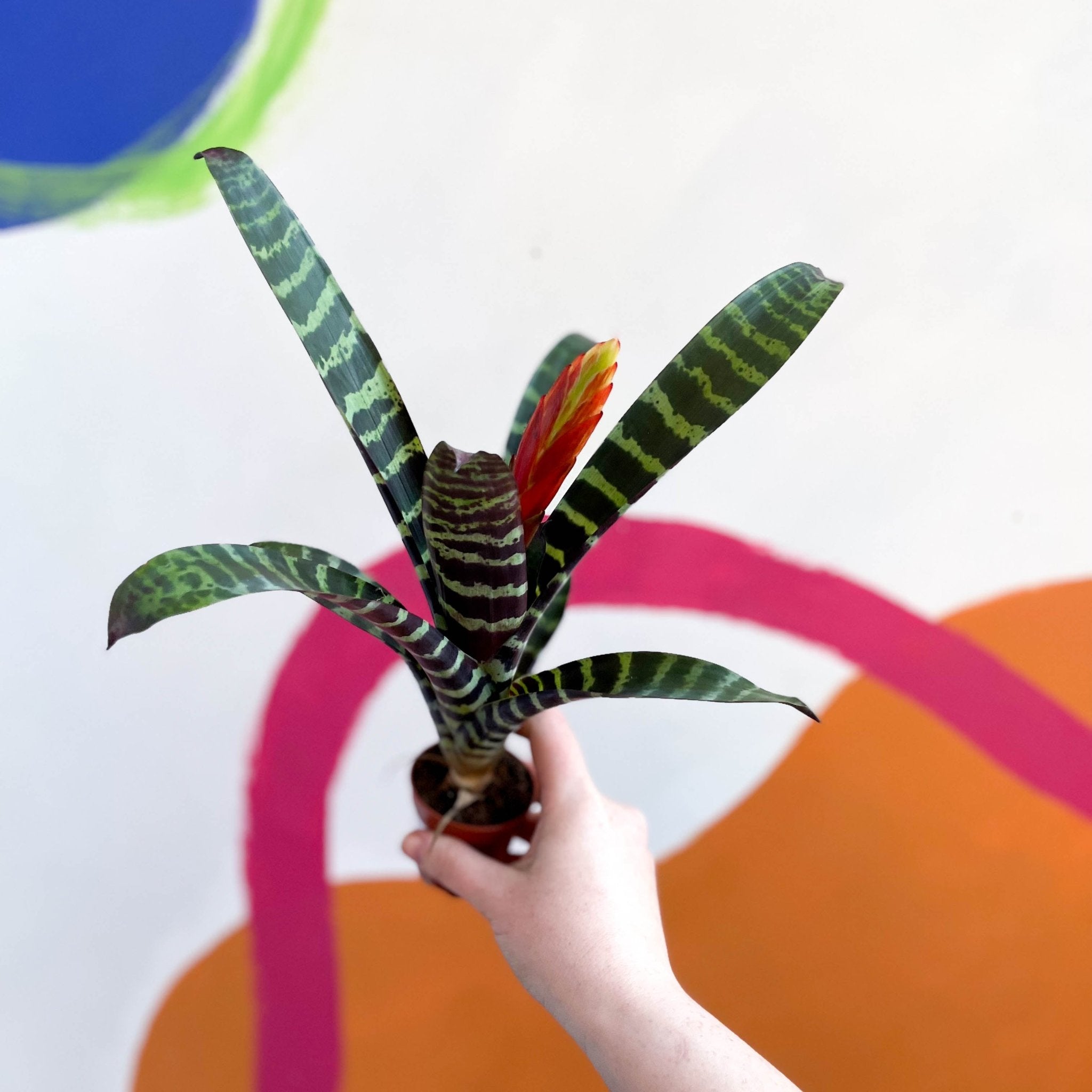 Flaming Sword Bromeliad - Vriesea 'Era' – Sprouts of Bristol