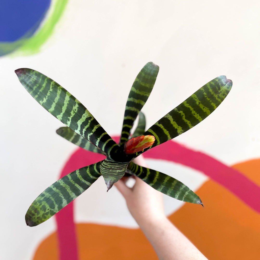 Vriesea 'Era' - Flaming Sword Bromeliad – Sprouts of Bristol