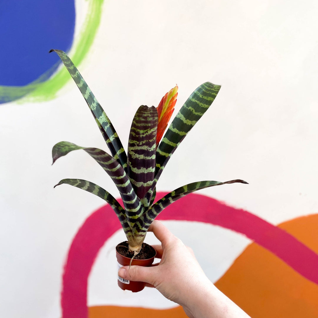 Vriesea 'Era' - Flaming Sword Bromeliad – Sprouts of Bristol